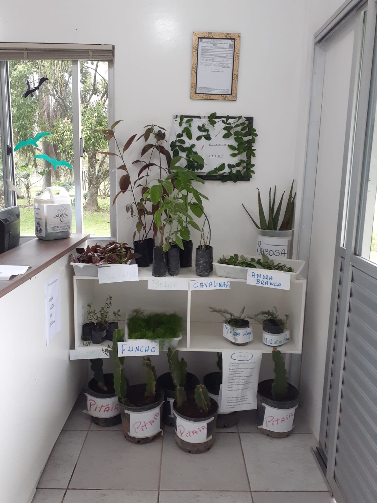 Mudas de plantas medicinais podem ser obtidas gratuitamente no Parque ... Mudas de plantas medicinais podem ser obtidas gratuitamente no Parque ...