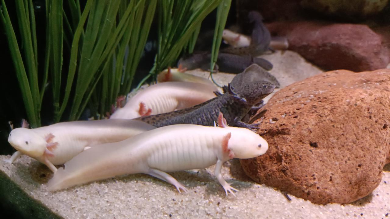 Dia das Mães Animal: mais de 250 filhotes já nasceram no Oceanic Aquarium